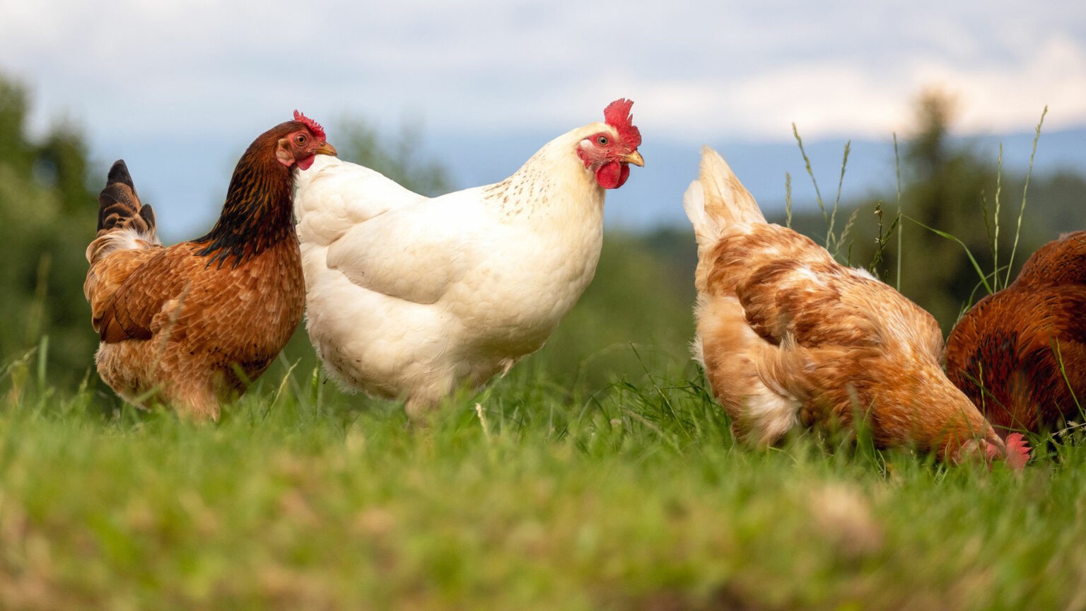 IoT and AI in Agriculture How IoT and AI Enhance Poultry Welfare